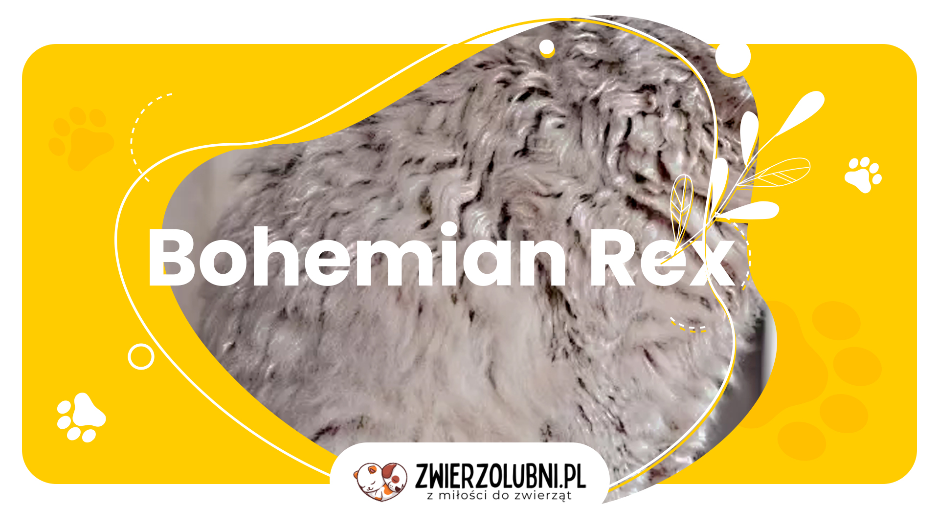 Odkryj tajemnicę Bohemian Rex - rzadki kot w Twoim domu