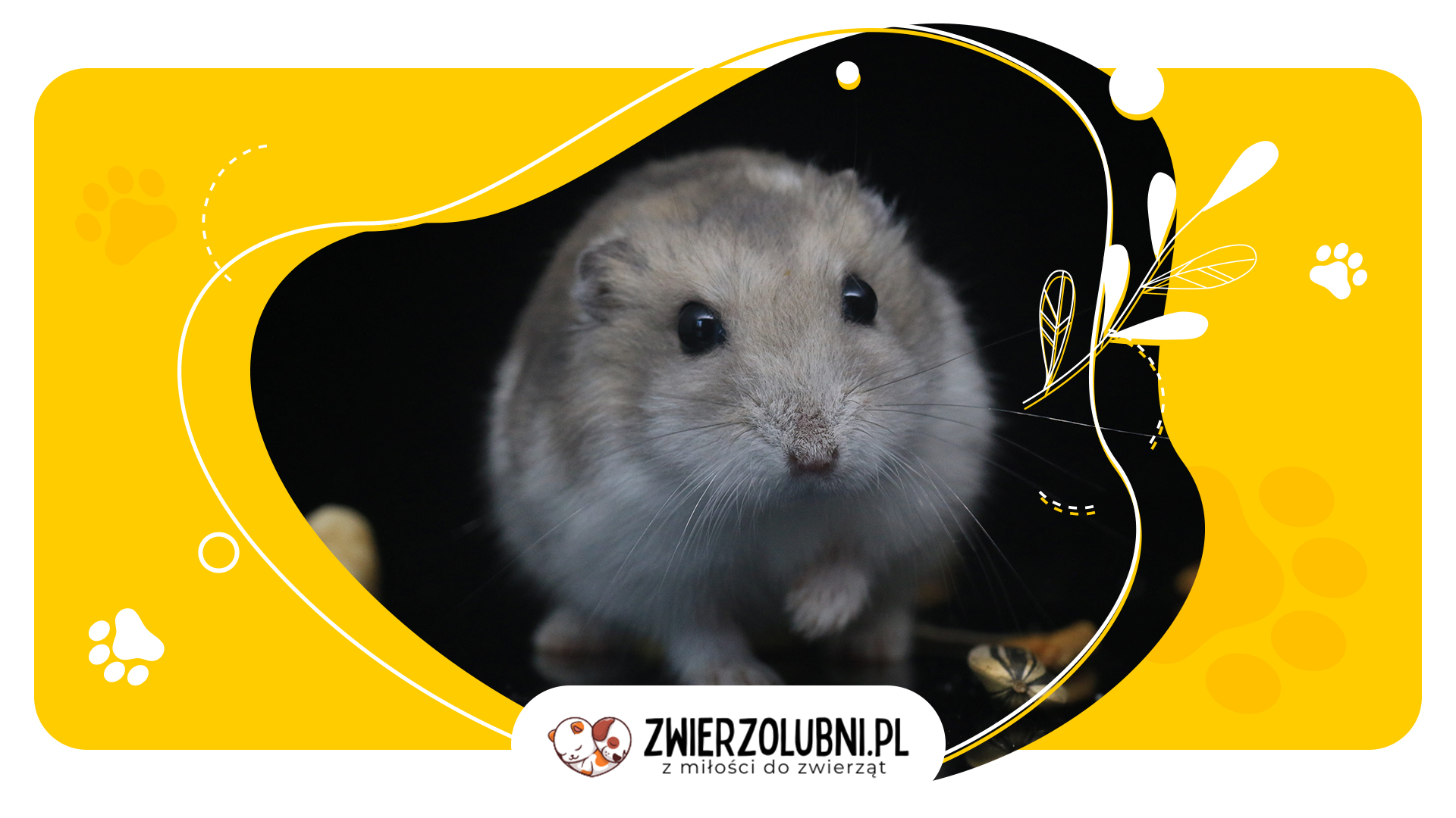 Chomik chiński: Wszystko, co musisz wiedzieć o swoim zwierzaku