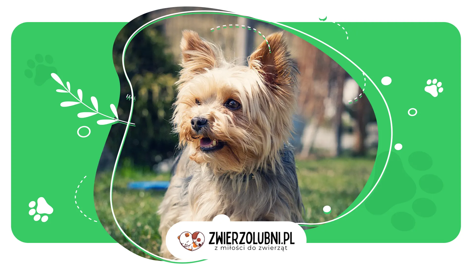 Rasa Małych Białych Psów: Kompendium Wiedzy dla Miłośników Psów