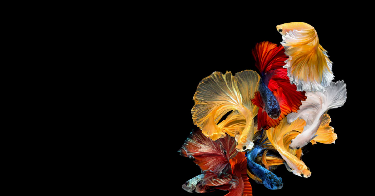 Bojownik wspaniały (Betta Splendens) - Jak zapewnić im idealne warunki ...