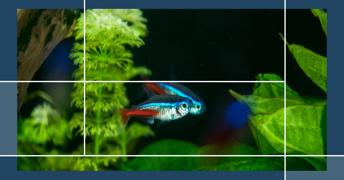 Neon Innesa (Paracheirodon innesi) - Poradnik dla początkujących ...